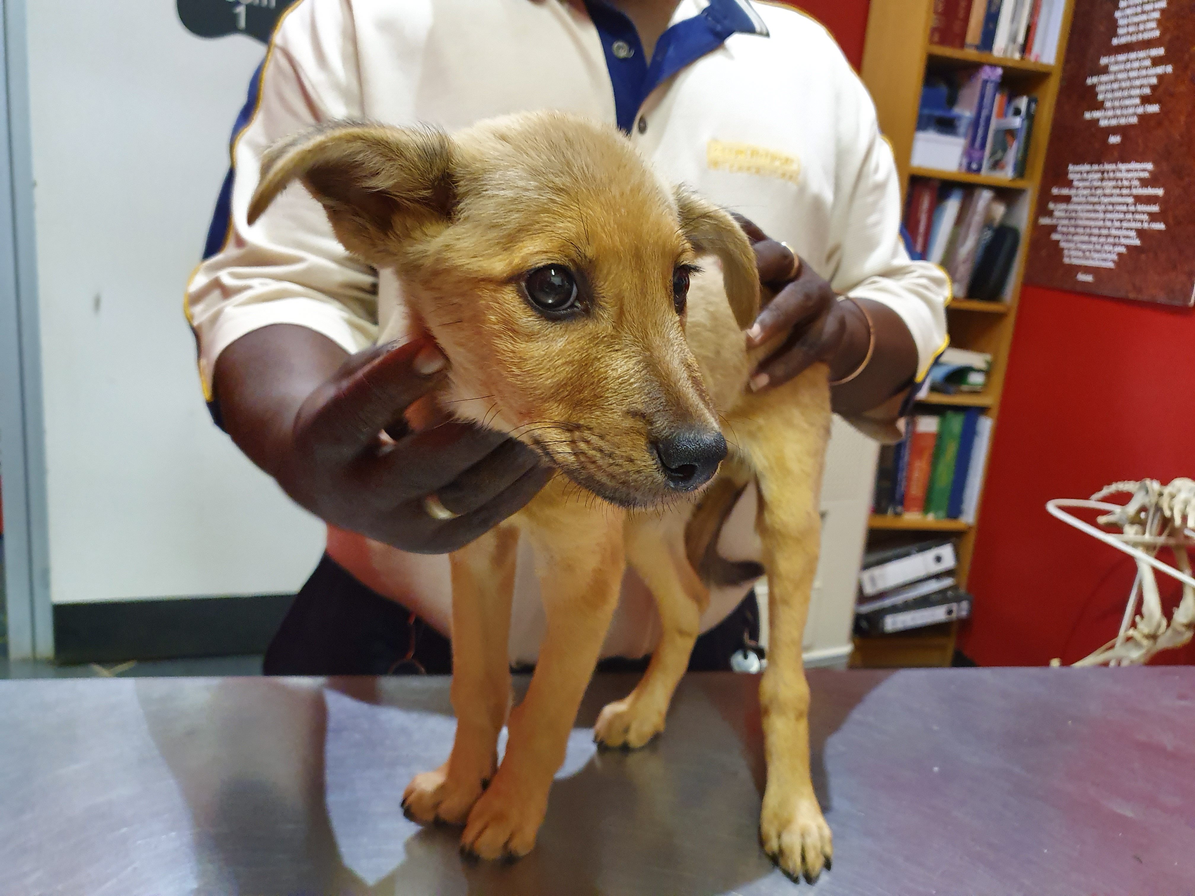 Gallery - PetPassion Animal Care Veterinary Clinic